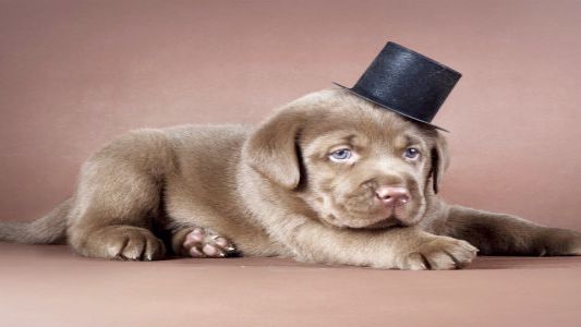 搞笑视频:狗狗的表演不输于影帝,既感人,又搞笑