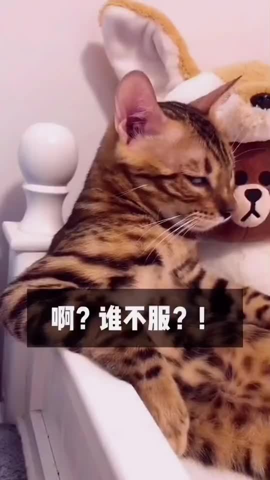 猫是打不过狗的,遇到凶的土狗猫都咬死!