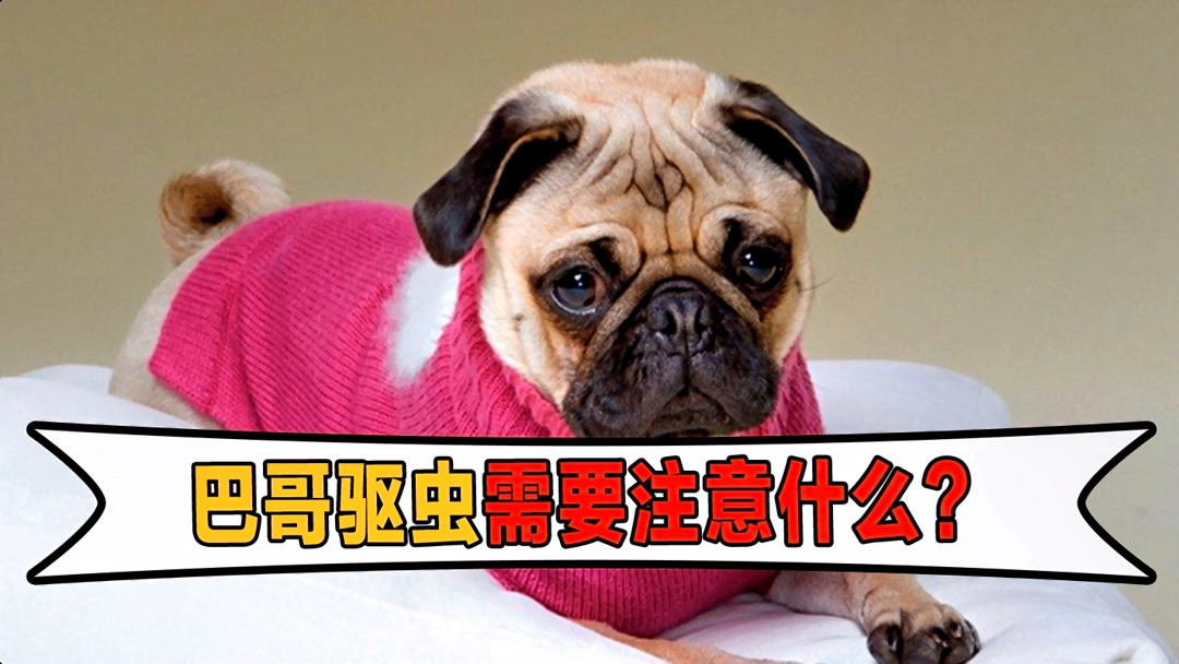 巴哥犬驱虫需要注意什么?
