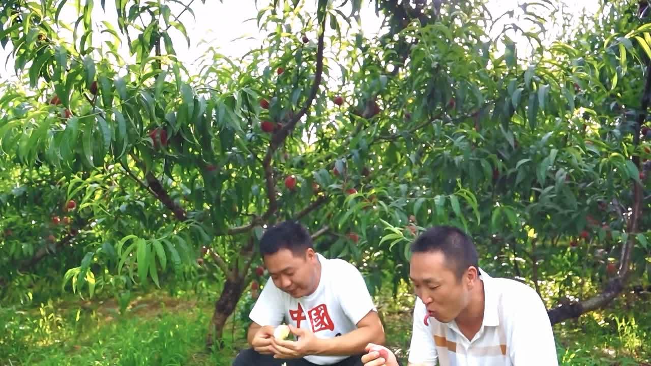 两兄弟去摘桃,先吃饱再说,一大片桃园都熟了,几分钟就摘一筐