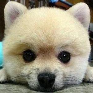 青栀依旧 