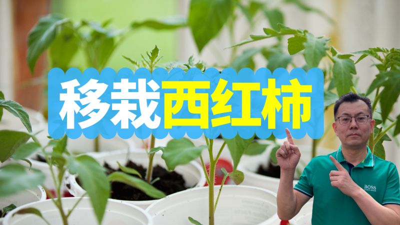 如何正确移栽西红柿,结出更多的西红柿,大的西红柿苗可以这样做