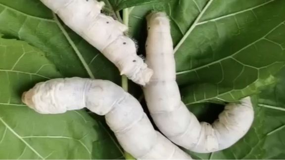 观察蚕的一生,实在是不易呀,可爱的蚕宝宝们,辛苦了。