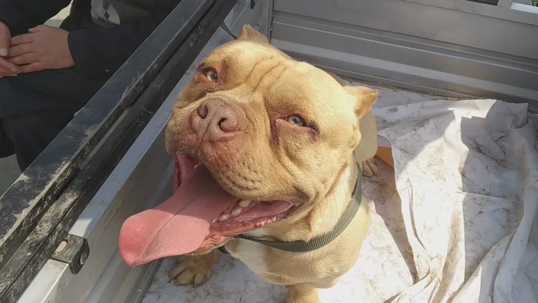 实拍小伙带您一起走进各大狗市,宠物狗狗品种多不胜数,品种繁多