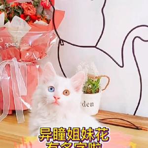 奶茶麻麻好运气 