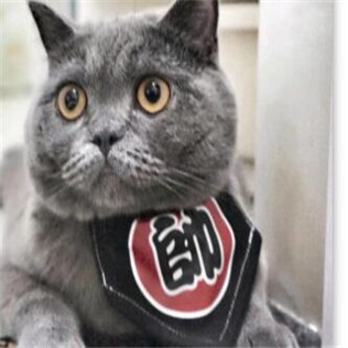 一只老M