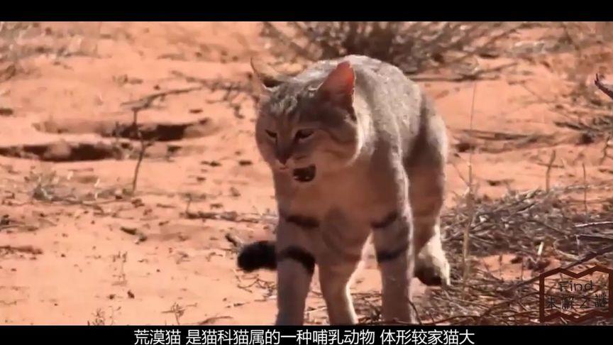 盘点中国的五大珍稀动物,它能飞过世界最高峰,它被称为蝶中皇后
