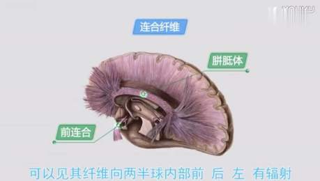 第14章 中枢神经系统 5、端脑内部结构(3)
