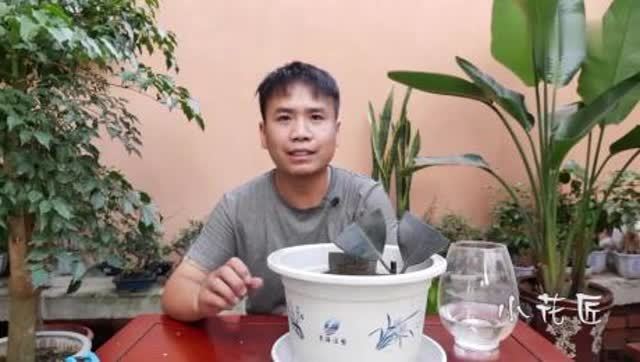 橡皮树扦插小技巧,半个月就能生根,方法容易,一看就会