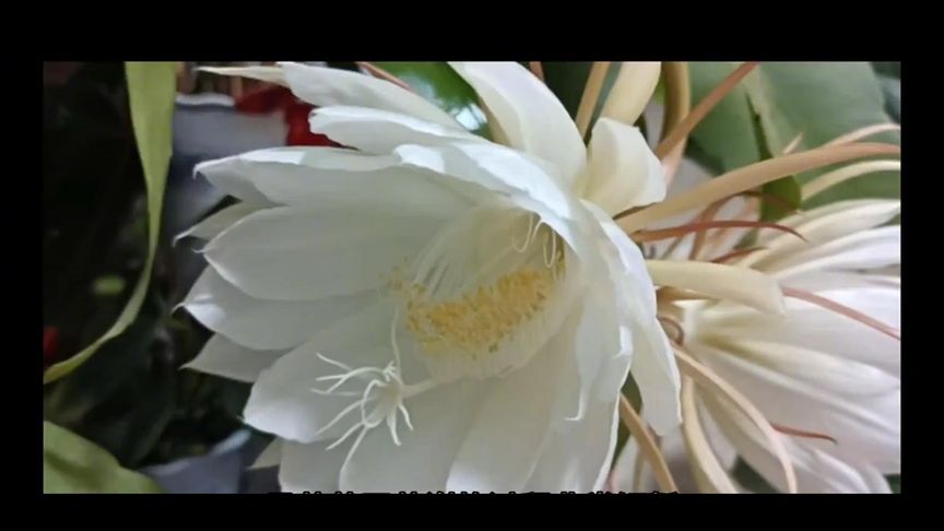 昙花——“月下美人”