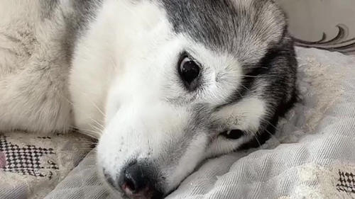 每天拍打百会穴会很容易入睡,铲屎官拿二哈测试一下,二哈骂了它半天