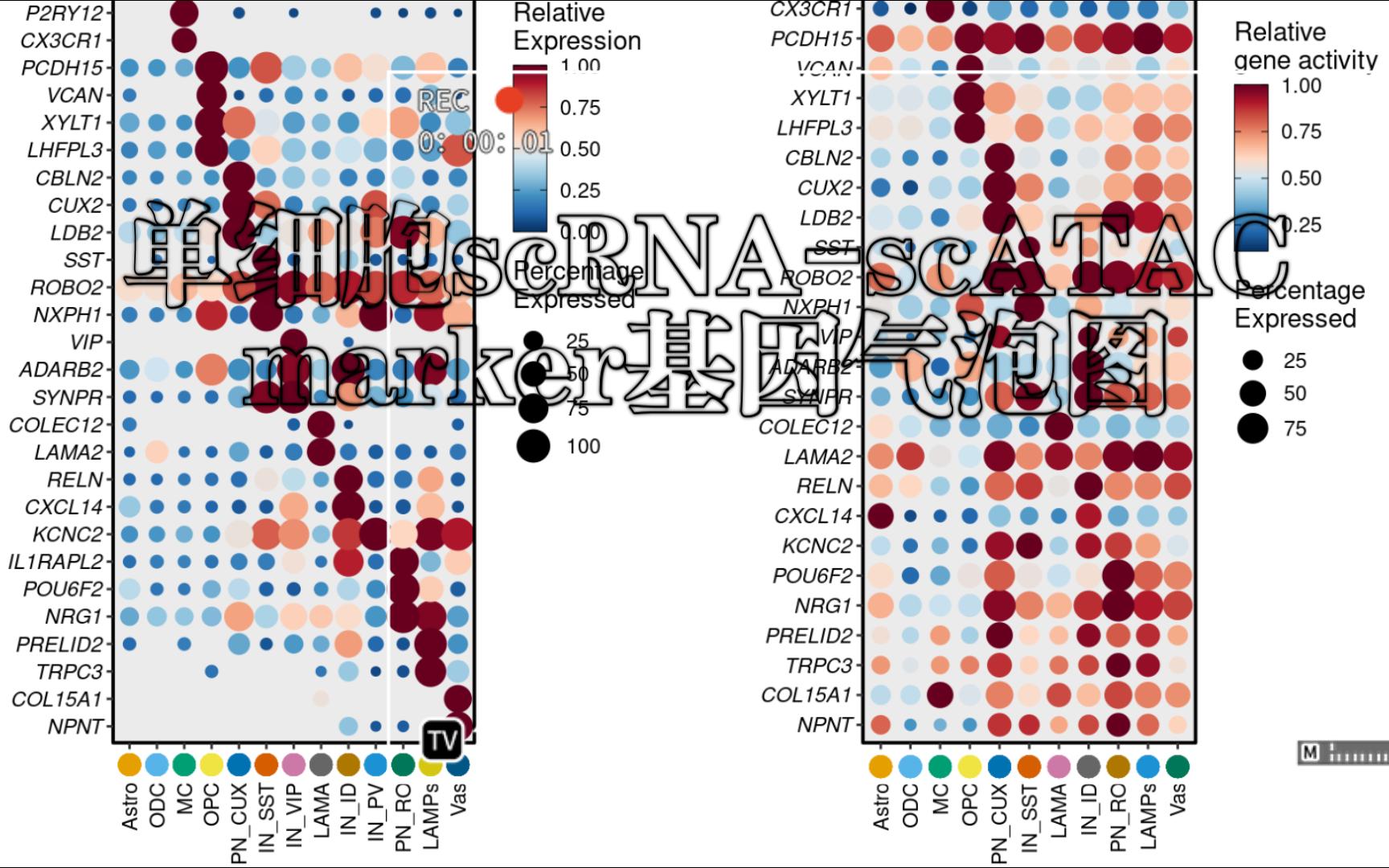 单细胞scRNA/scATAC之marker基因个性化展示气泡图函数