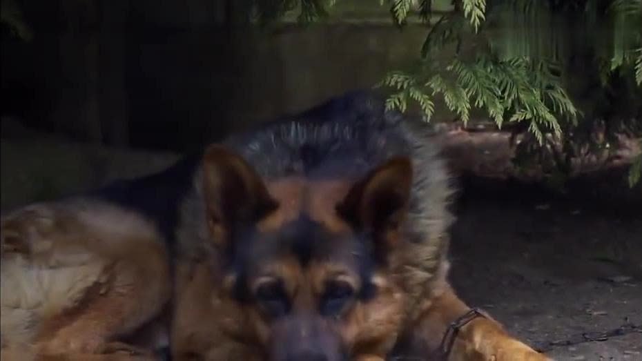 科普:世界上凶猛的十种狗,你全部见过吗?