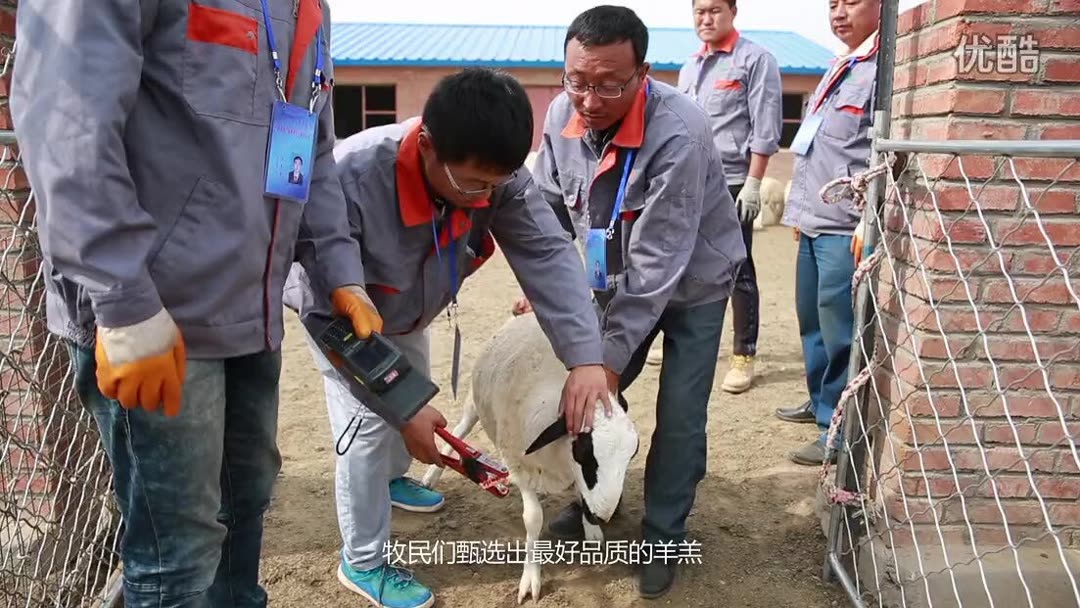 内蒙古鑫海肉食品苏尼特羊 名“羊“天下