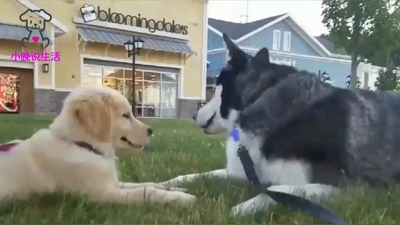 二哈只有和比它小的狗才能玩得起来,遇上别的大狗只会吵架