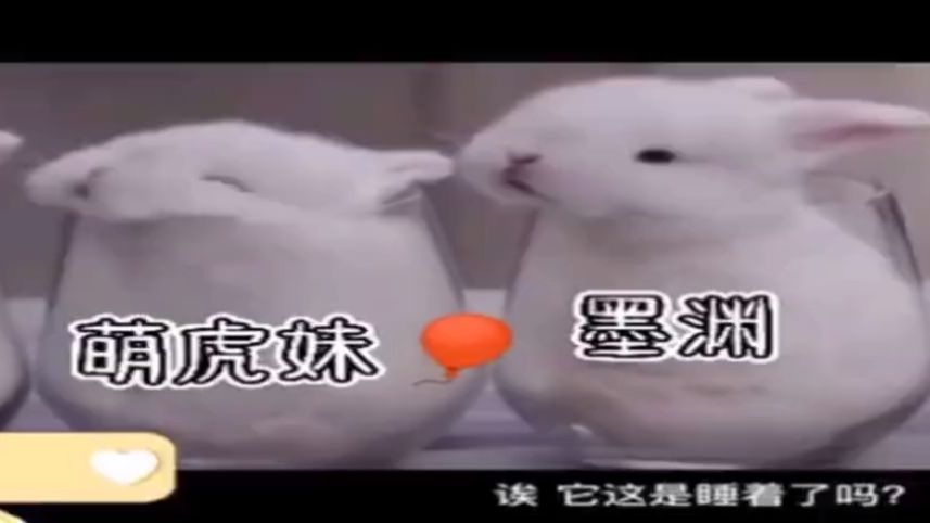 嘿嘿,墨渊和萌虎妹相配