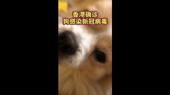 香港确诊狗感染病毒!可能由人类传染ߒ�#香港#宠物#新冠肺炎