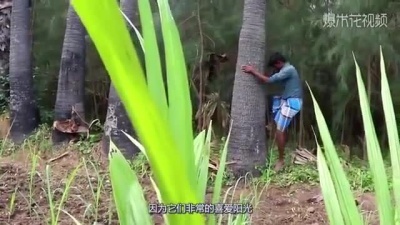 比人腰还粗的棕榈树,竟被印度人砍了吃,网友:活久见!