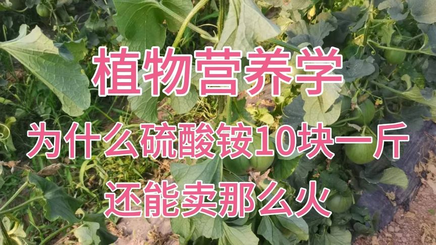 植物营养学!为什么硫酸铵10块一斤还能卖那么火?