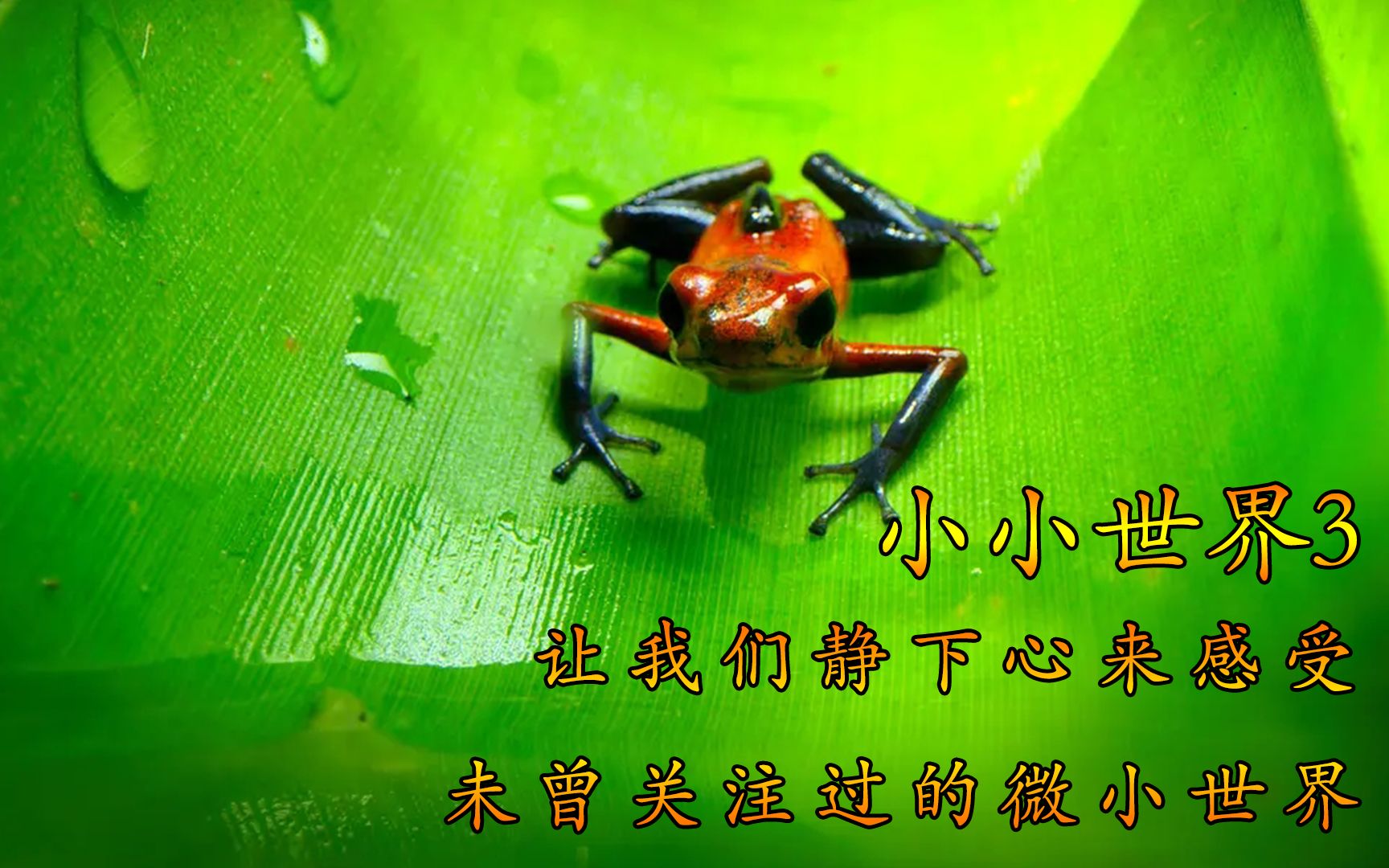 太治愈 让我们静下心来 感受大自然的微小世界