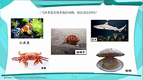 大班21日《神奇的海底世界》.mp4