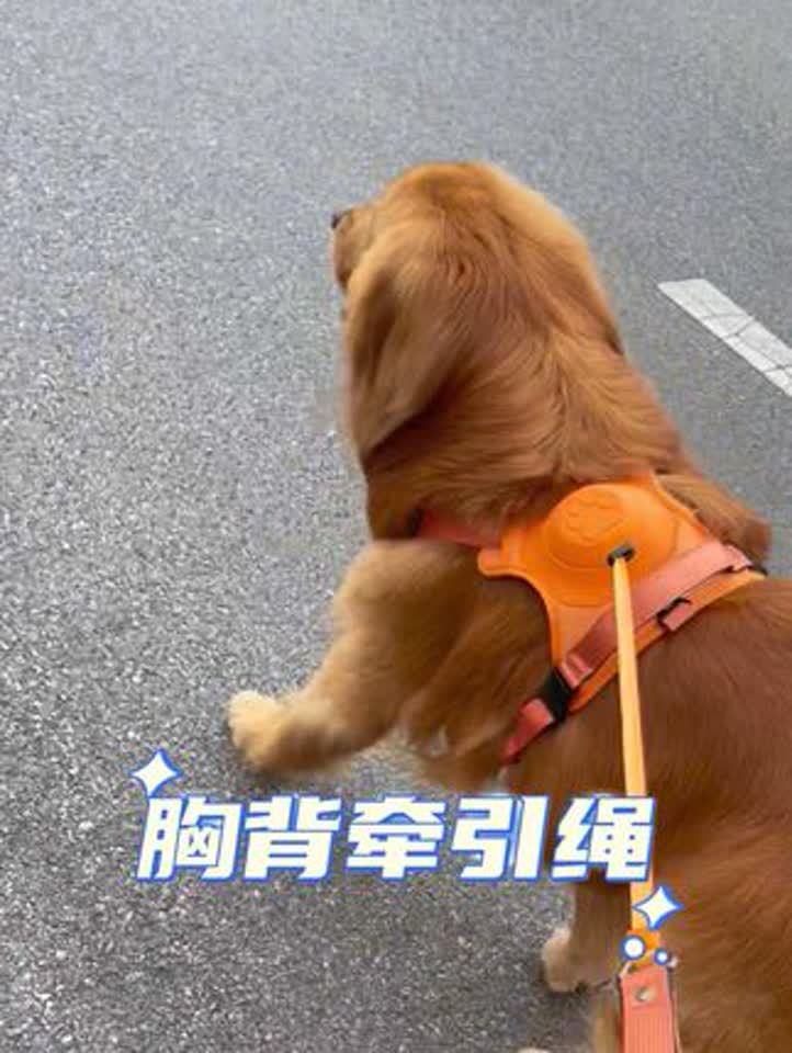 有了二合一的胸背牵引绳后 再也不用拿着沾满臭口水的牵引绳了,也是真的做到了解放双手,在没人的地方松手敞开玩#宠物用品推荐 #萌宠好物
