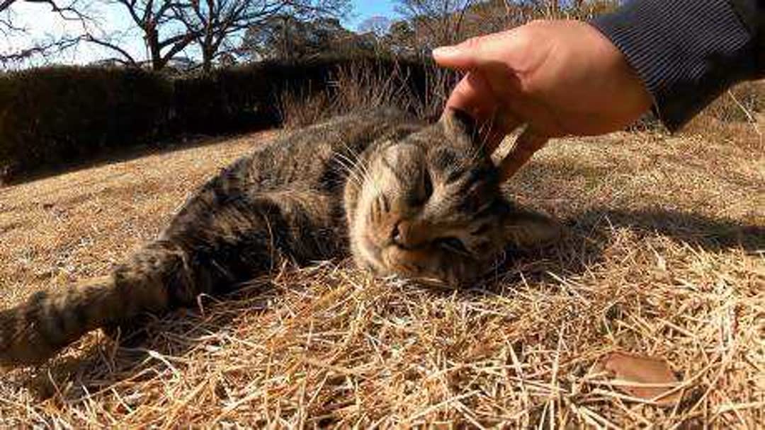 虎头虎脑的流浪狸花猫咪,超级会撒娇卖萌