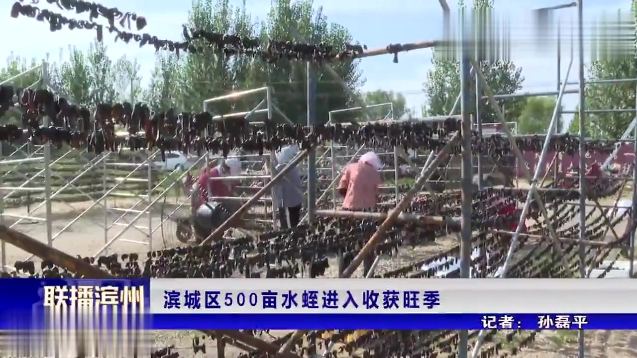 【联播滨州】滨城区500亩水蛭进入收获旺季