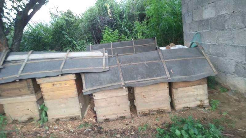 蜜蜂养殖技术分享,带子杀螨,第一天用药后的检查