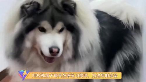 阿拉斯加犬每天在家里表演舞狮,为了过年做准备,技术越来越好了