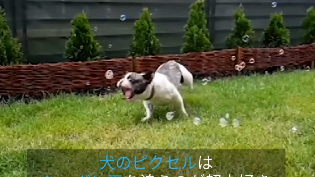 牛蒡和肥皂泡