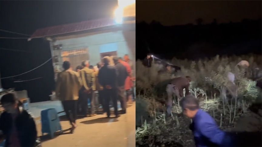 村里半夜有老人离世,邻居们自发赶来帮忙割油菜籽:远亲不如近邻