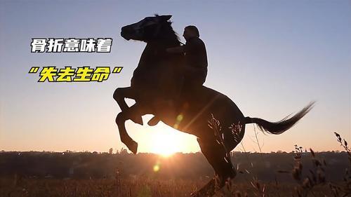 马腿骨折后为什么会执行安乐死,背后也是充满辛酸和无奈