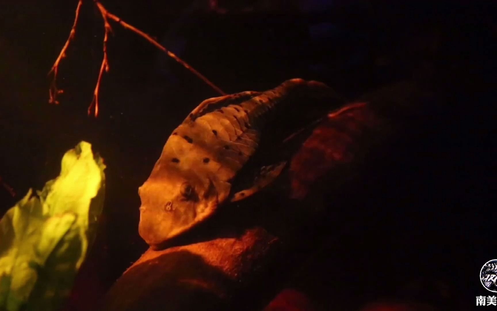 深夜放毒,幽静的原生造景风格南美鱼缸伴你入睡