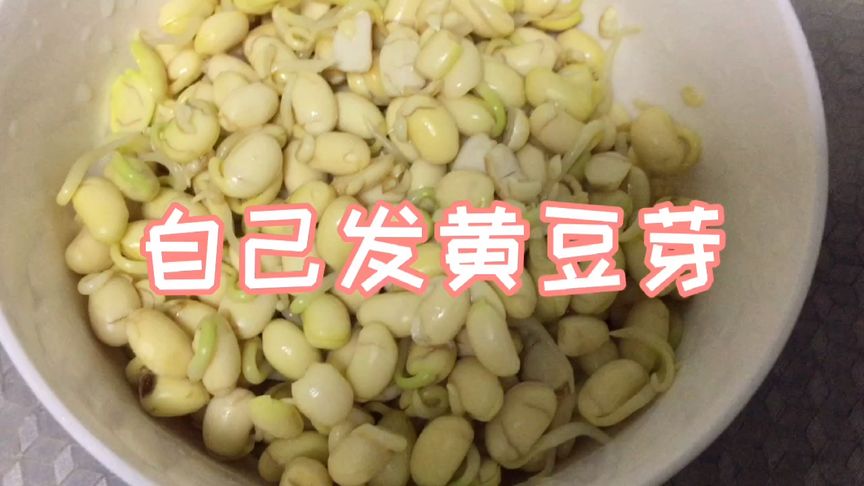 自己发黄豆芽,过程很开心,吃着很安心,健康又省钱