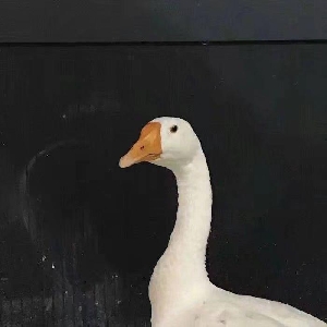 小张洗头爱飘柔 