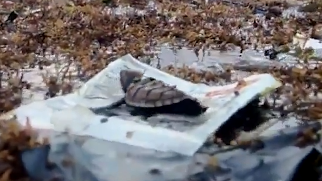 触目惊心的海洋污染:小海龟在塑料袋上绝望徘徊 旁边是同伴尸体