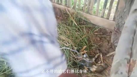 母猪生孩子,过程很粗暴,镜头记录痛苦全程!