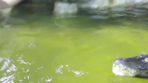 人肉喂鳄鱼?男子鳄鱼池上荡秋千,绳子断裂掉进鳄鱼群!