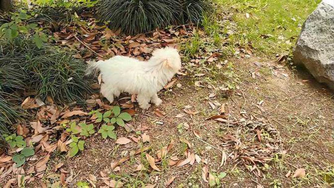 小泰迪救回来一星期了,一直在拉稀,吃了很多药,还是不见好转