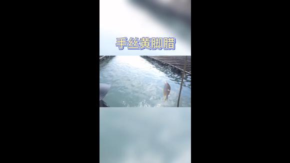手丝黄脚腊,敲击木桩钓法…