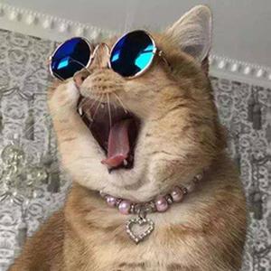 猫老哥动漫 