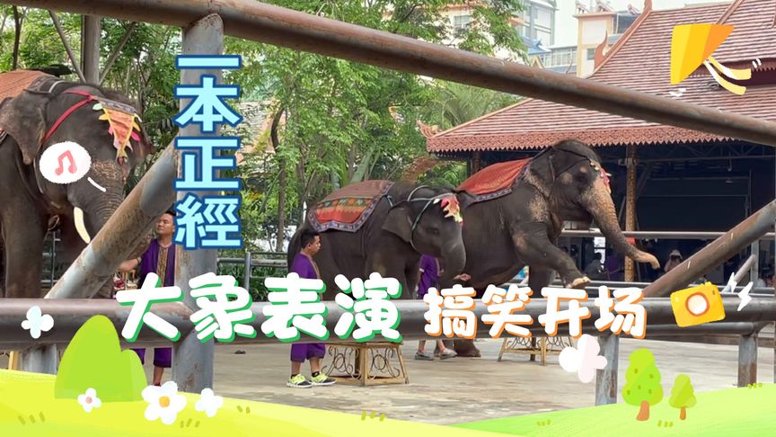 这样的大象表演也太搞笑了吧!三岁小象逗翻全场!