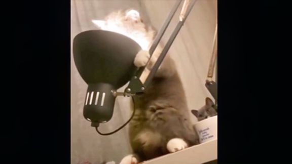 把猫抱起来就能抓蚊子,灭蚊神器