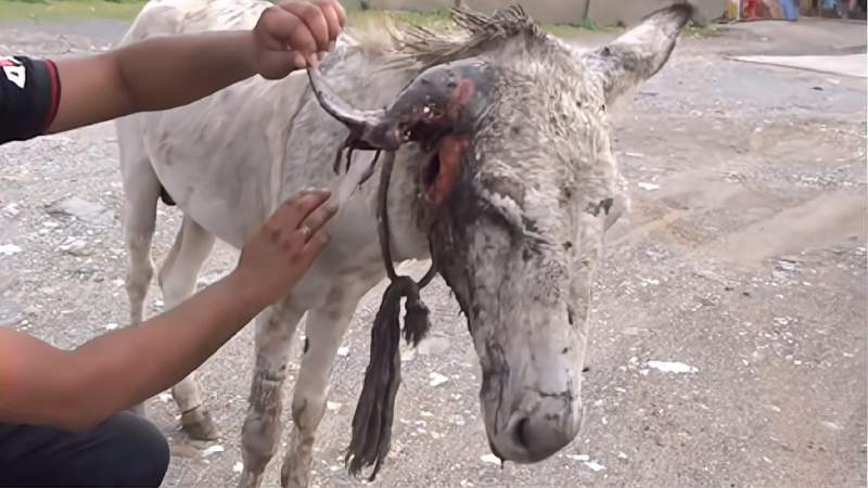 太残忍!驴犊被人折断耳朵,蛆虫肆意腐蚀,被救后竟笑着感谢