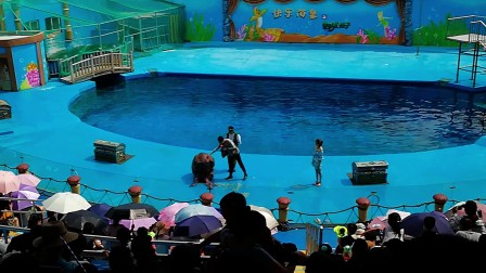 青岛极地海洋馆 海象精彩表演
