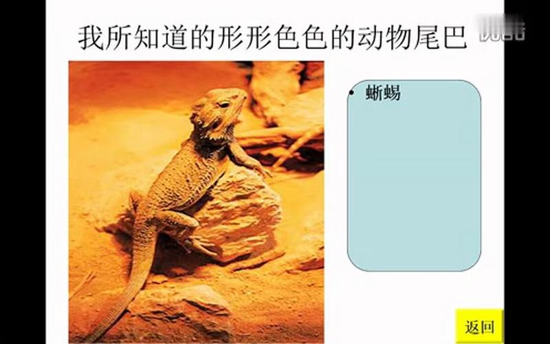 小壁虎借尾巴微课