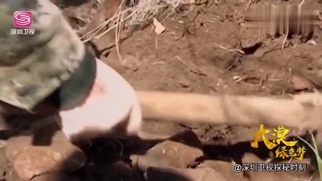 从荒漠到打卡地,神话般的生态变迁,疯狂“塞罕坝人”都做了啥