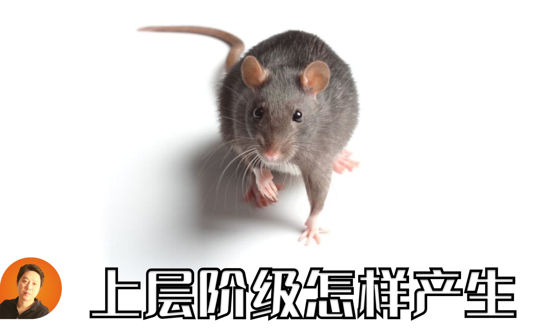 耶鲁大学老鼠阶级实验,上层阶级为什么产生?原因根本想不到