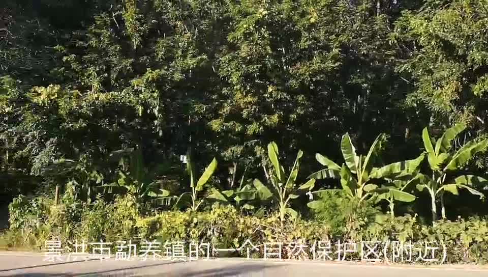 长在橡胶林里的咖啡树是啥样?到西双版纳的农场看一看